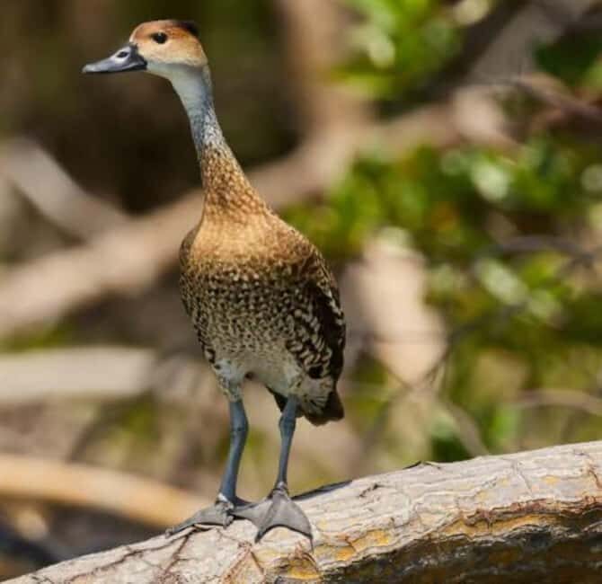 Private: Emerald Coast Mountain Escape from Punta Cana - Key Points