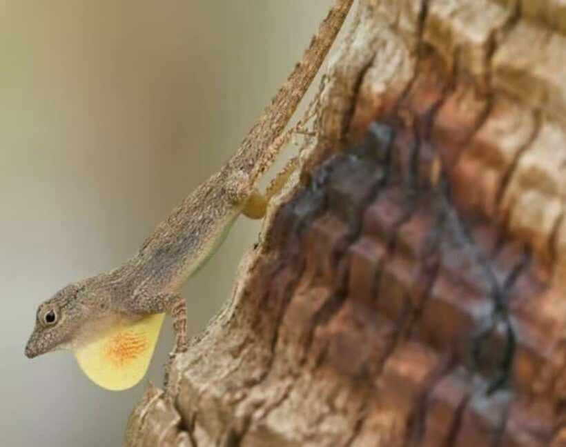 Private: Emerald Coast Mountain Escape from Punta Cana - Pricing and Value Analysis