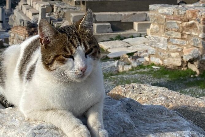 Private Ephesus and Artemis Temple Half Day Tour / On Time Return - Pricing and Cancellation