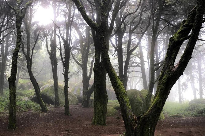 Private Evening Walk Inside the Forest: "Sintra Mountains Inbetween Wolves" - The Sum Up