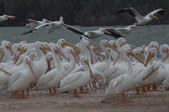 Private Everglades 10,000 Islands Photo and Birding Boat Safari - Who Will Appreciate This Tour?