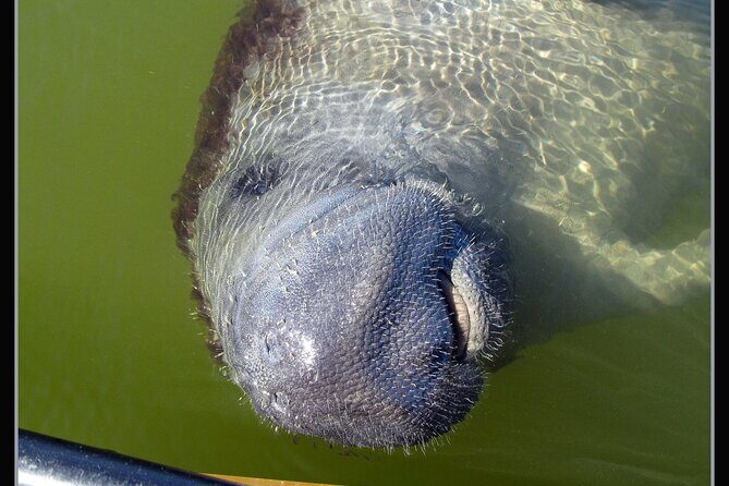 Private Everglades 10,000 Islands Photo and Birding Boat Safari - Final Thoughts