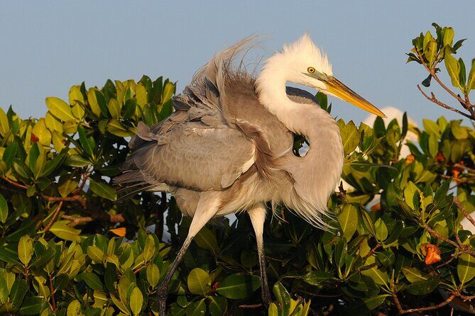 Private Everglades 10,000 Islands Photo and Birding Boat Safari - FAQ