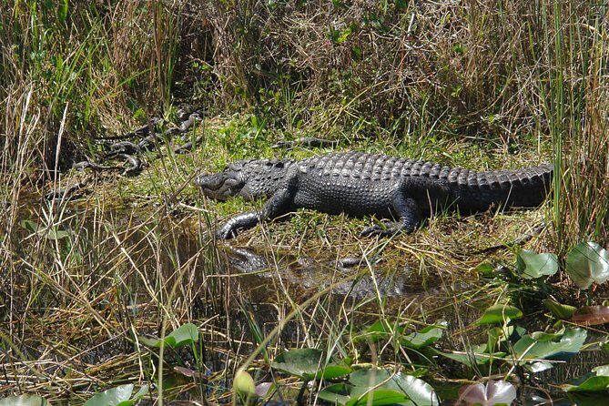 Private Everglades Airboat Tour including hotel pick up and Everglades specialist - The Sum Up