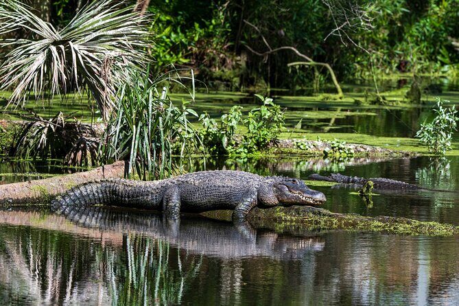 Private Everglades Eco Adventure: Airboats, Gators & Wild Florida - Key Points