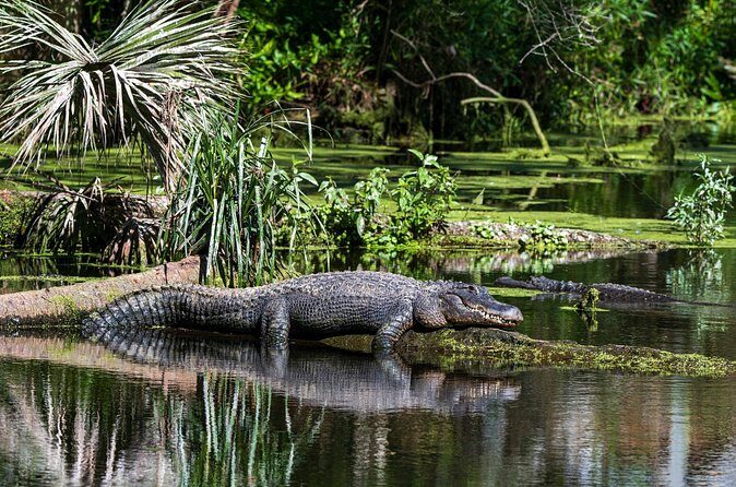 Private Everglades Eco Adventure: Airboats, Gators & Wild Florida - The Sum Up