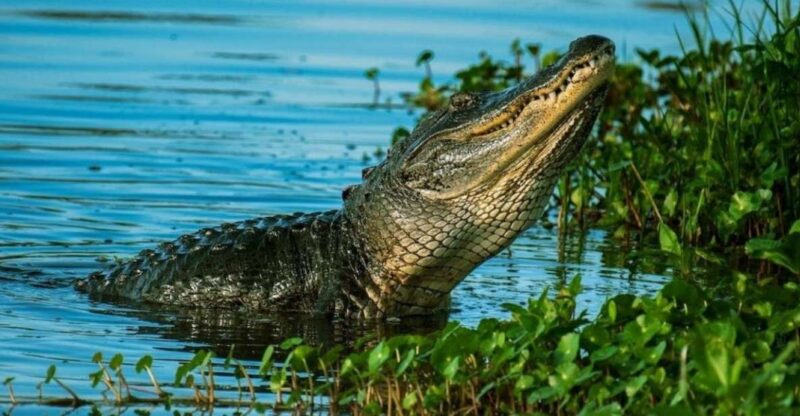 Private Everglades Tour:Explore the Beauty of the Everglades - Wildlife and Habitat Highlights