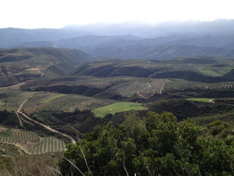 Private Exclusive Manousakis Winery and Vineyard Tour - The Vineyard Experience: A Closer Look
