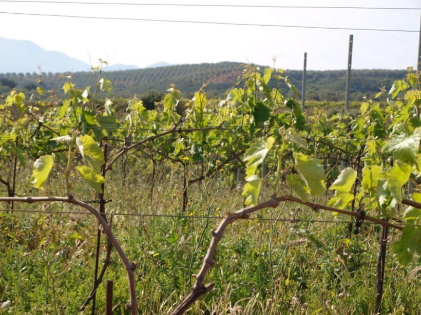 Private Exclusive Manousakis Winery and Vineyard Tour - The Flavors of Crete: Food and Drink