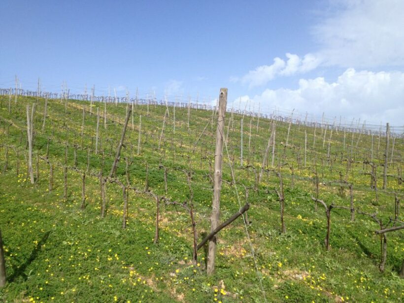 Private Exclusive Manousakis Winery and Vineyard Tour - FAQ