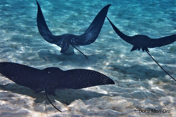 Private excursion Half day Moorea Discovery of the lagoon - Who Will Love This Tour?