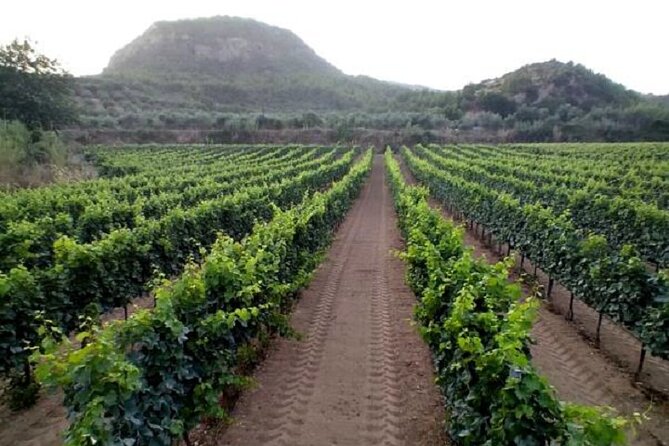 Private Excursion to Ancient Olympia - Bee Farm & Winery - Tasting the Local Wines