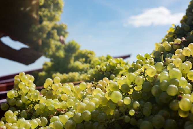 Private Excursion to Côte De Beaune and Côte De Nuits (Full Day) - What to Expect on the Tour