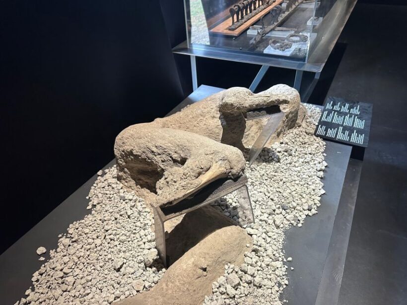 Private excursion to Pompeii and to Vesuvius - Why Choose This Tour?