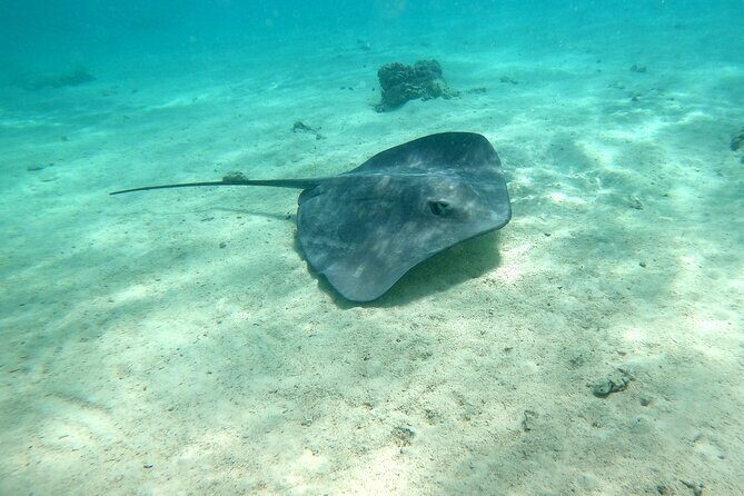 Private Excursion with E-Board in Moorea with snorkeling - Why This Tour Offers Real Value