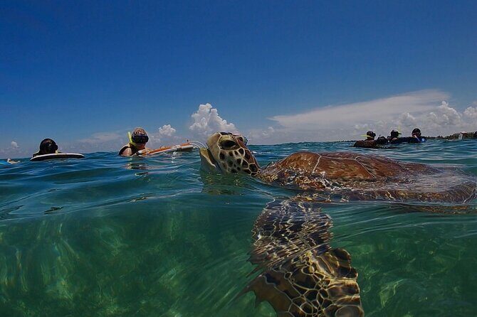 Private Experience in Akumal with Snorkeling - Key Points