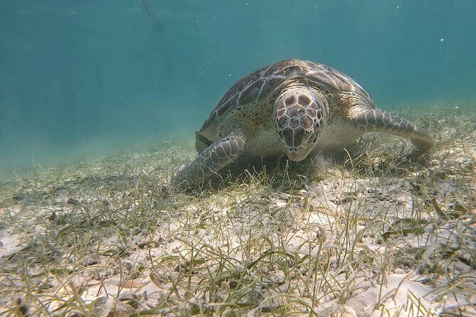 Private Experience in Akumal with Snorkeling - An In-Depth Look at the Akumal Snorkeling Tour