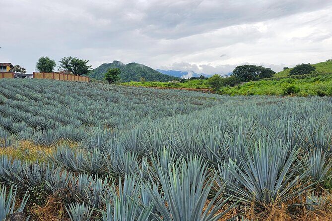 Private Experience to San Sebastián del Oeste - An In-Depth Look at the Tour Experience