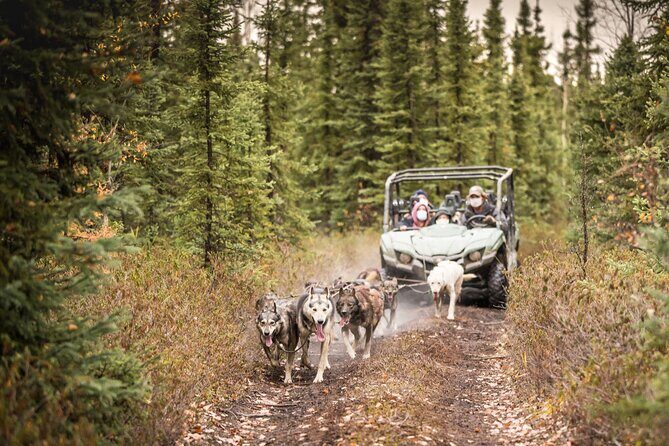 Private Fall Foliage Mushing Cart Ride in Fairbanks - The Cost and Its Value
