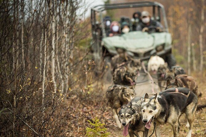 Private Fall Foliage Mushing Cart Ride in Fairbanks - Final Thoughts