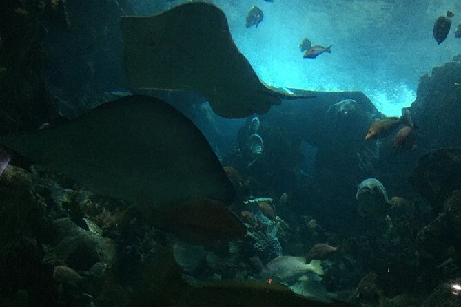 Private Family Day Tour in Guangzhou to Grandview Aquarium and Guangzhou Zoo - Authentic Experiences and Practical Insights