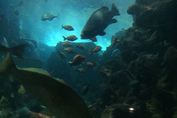 Private Family Day Tour in Guangzhou to Grandview Aquarium and Guangzhou Zoo - FAQs