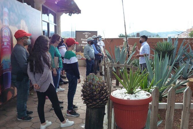 Private Family Tour visitng Mitla, Mezcal Factory, HIerve el Agua - Who Is This Tour For?