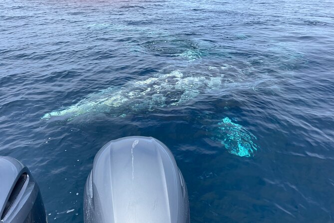 Private Family Whale & Dolphin Adventure in San Diego - Tour Details