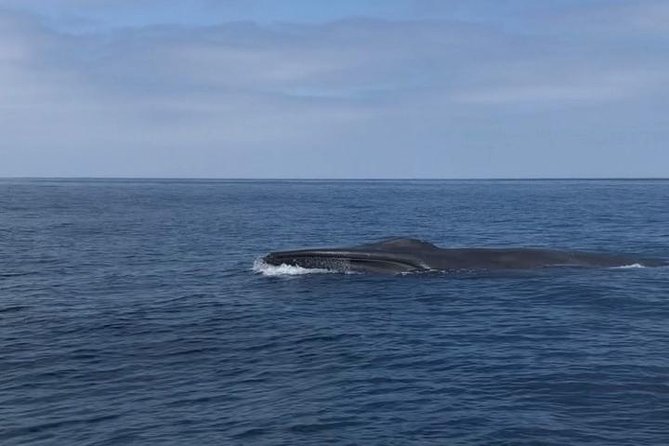 Private Family Whale & Dolphin Adventure in San Diego - Customer Feedback