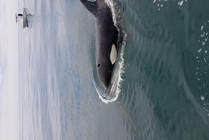 Private Family Whale & Dolphin Adventure in San Diego - Highlights of the Adventure