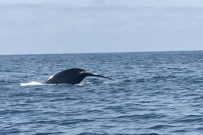 Private Family Whale & Dolphin Adventure in San Diego - Preparing for the Excursion