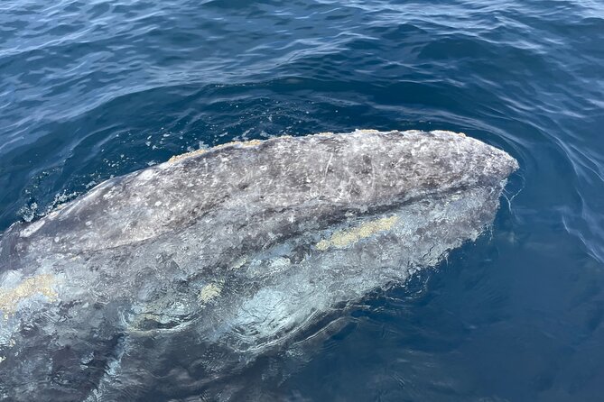 Private Family Whale & Dolphin Adventure in San Diego - Booking Your Private Family Tour