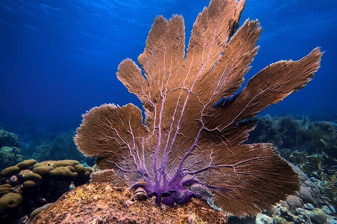 Private First-Time Dive on Arubas Reef and Wreck Site - FAQ