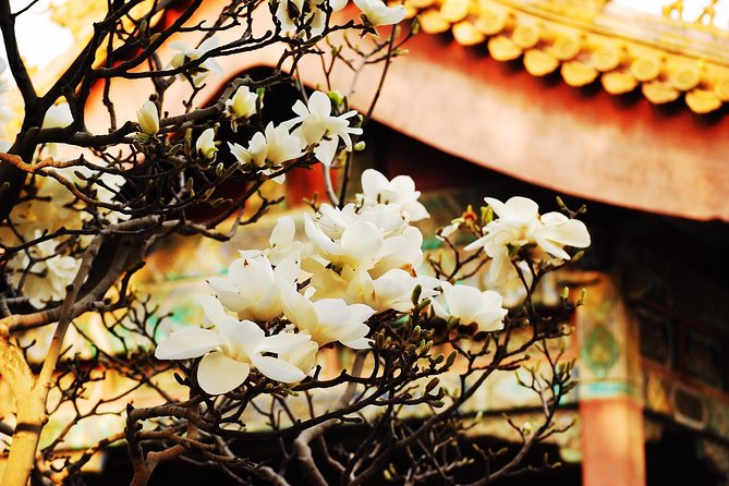 Private Flexible Beijing City In-Depth Walking Tour w/ Your Fancy - What Travelers Say