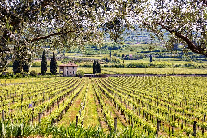 Private Frascati Day Trip With Lunch & Wine Tasting in a Vineyard - Indulging in a Wine Tasting Experience