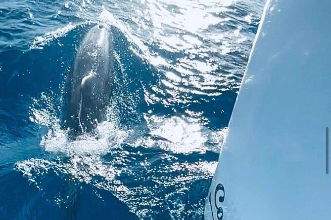 Private Full Day Boat Tour in St-Maarten - Authentic Guest Experiences