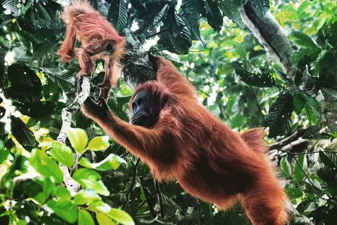 Private Full-Day Bukit Lawang Trekking Tour From Medan - Starting Your Adventure: Transportation and Timing