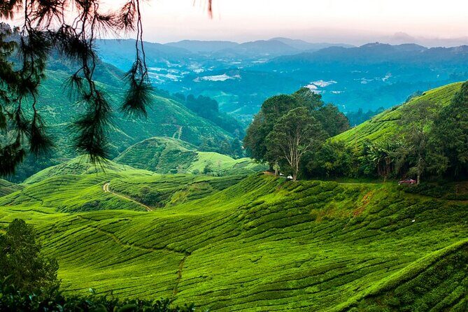 Private Full-Day Cameron Highlands Nature Tour from Kuala Lumpur - Frequently Asked Questions