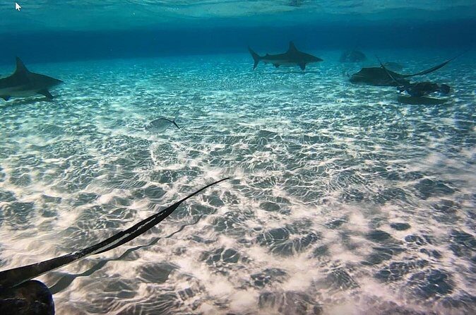 Private Full Day Charter - Stingray City, Starfish Point, Kaibo & Snorkeling - The Sum Up: Who Should Consider This Tour?