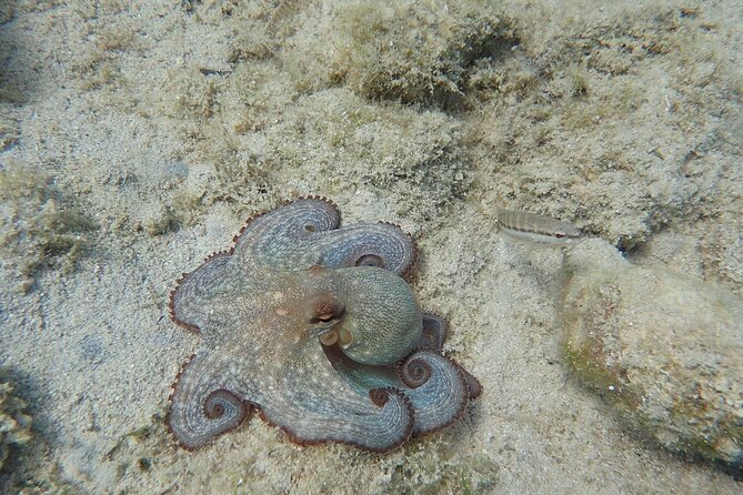 Private Full Day Cruise Tour in Naxos Town - FAQ