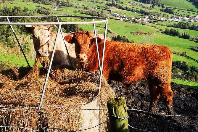 Private full day Faial, life on the island - Practical Details and Considerations