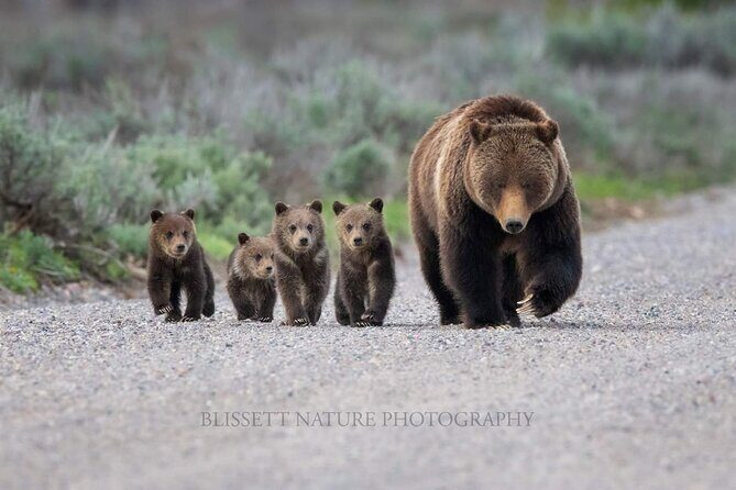 Private Full-Day Grand Teton National Park Tour with Picnic Lunch - Authentic Feedback from Travelers