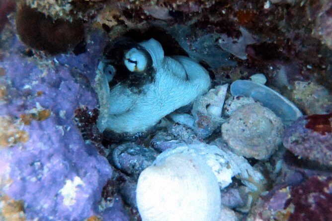 Private Full Day Guided Snorkeling or Diving Charter in St Thomas - A Deep Dive into the Itinerary