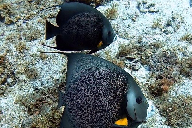 Private Full Day Guided Snorkeling or Diving Charter in St Thomas - The Sum Up: Who Should Consider This Tour?