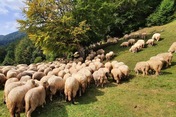 Private Full-Day Hiking Tour in Piatra Craiului National Park - What to Expect During the Tour