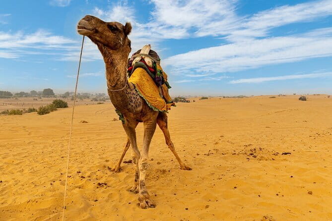 Private Full Day Jaisalmer City Tour (All-Inclusive) - Key Points