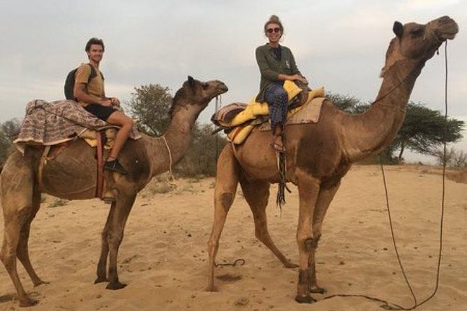 Private Full-Day Jodhpur City Tour and Desert Safari - The Itinerary in Detail