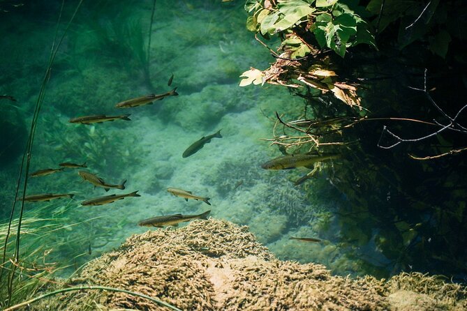 Private Full-Day Krka Waterfalls Tour with Wine Tasting - Who Will Love This Tour?