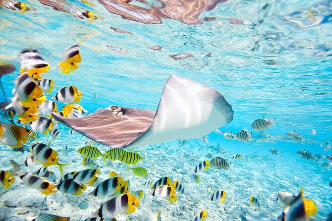 Private Full-Day Lagoon Adventure in Bora Bora with BBQ Lunch - FAQ