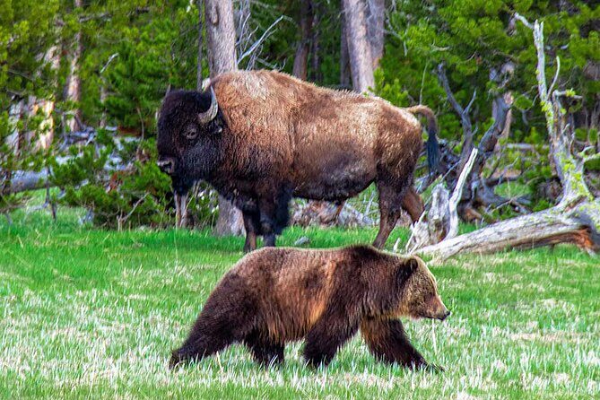 Private Full Day Luxury Tour at Yellowstone Park - Final Thoughts